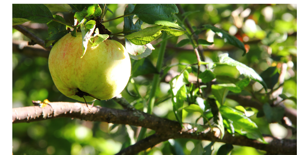 Homemade Maple Apple Crisp - SimplySproutedHome
